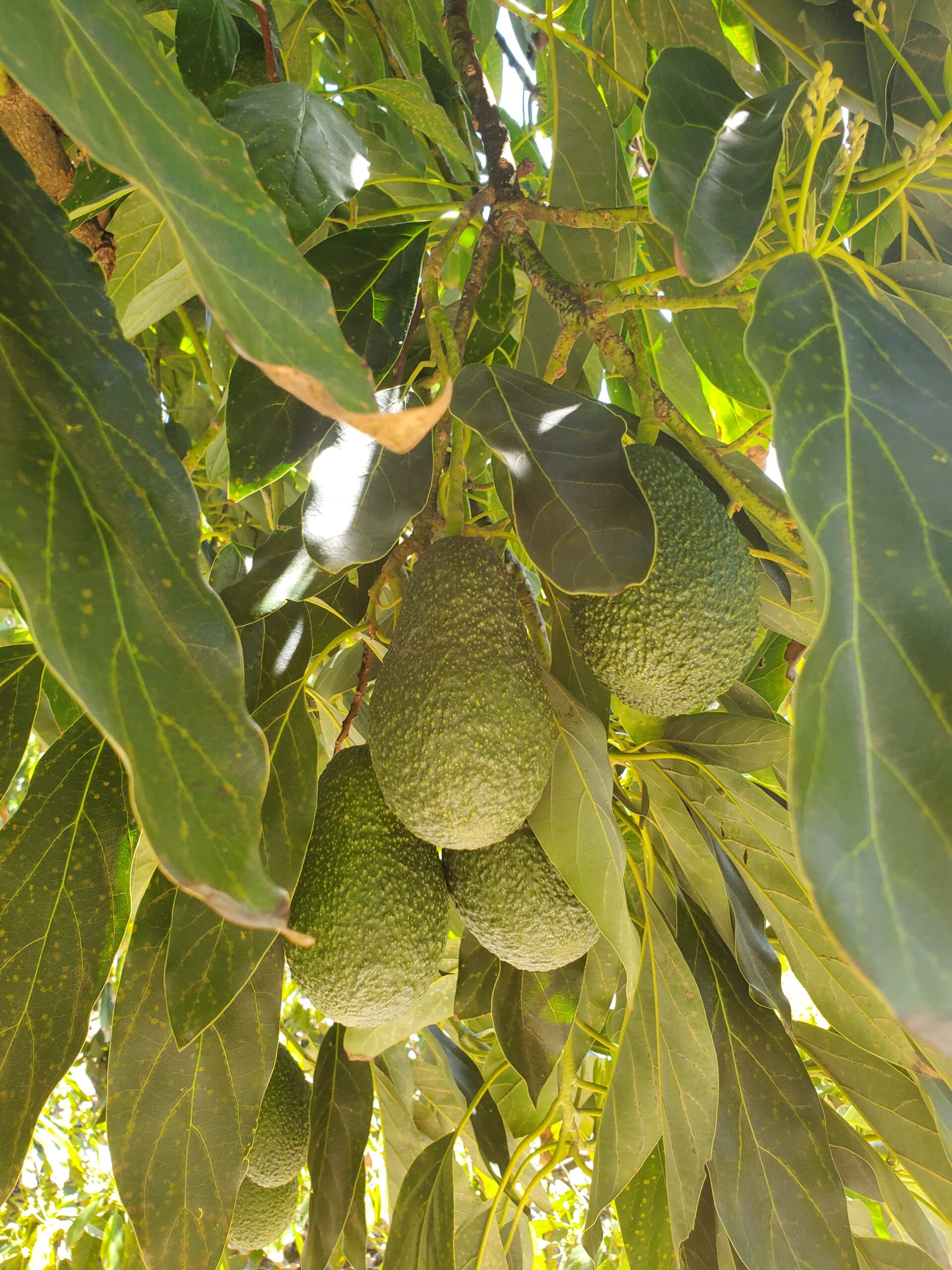 Avocado Citrus Farm Box -MYSTIKA – Ali Kamenova